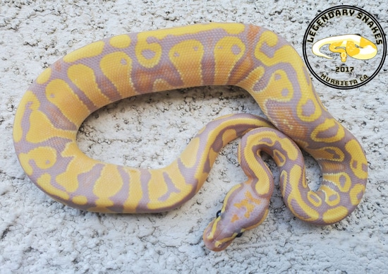 Banana Het Clown Ball Python by Legendary Snakes