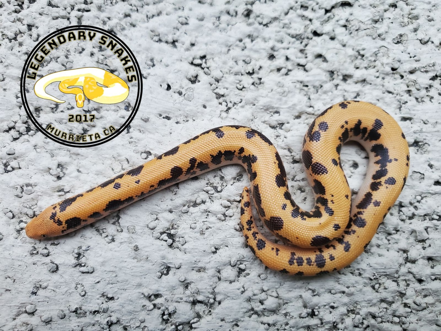 Paint Het Albino/GX 66% Het Anery Kenyan Sand Boa by Legendary Snakes ...