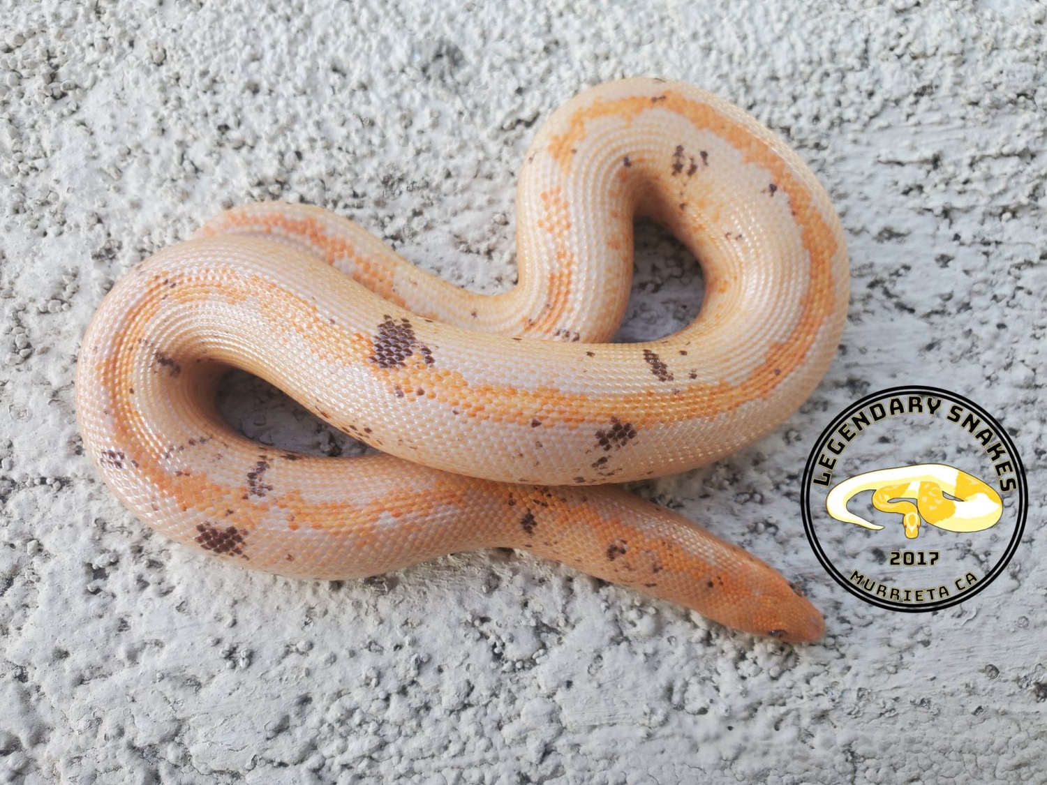 Paradox Albino Stripe Kenyan Sand Boa by Legendary Snakes - MorphMarket
