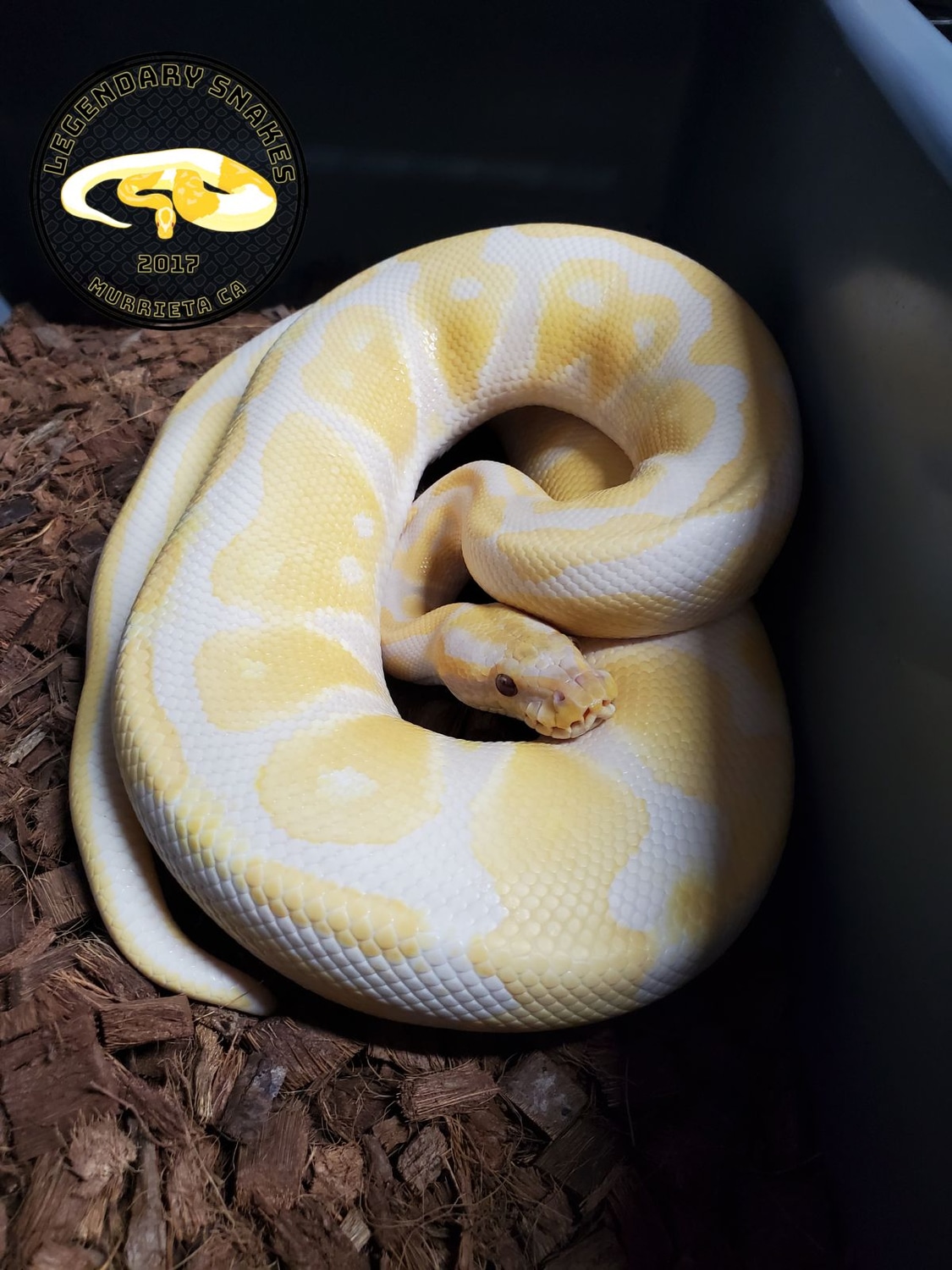 Lavender Albino Ball Python by Legendary Snakes - MorphMarket