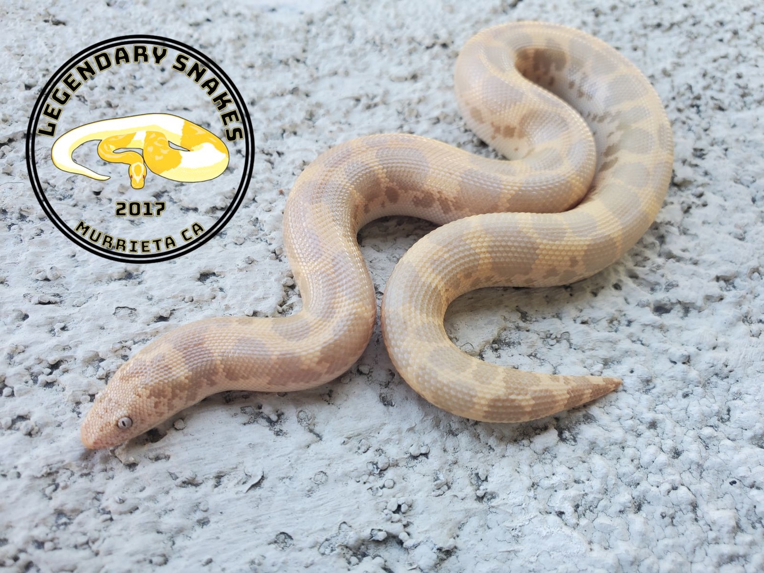 Blonde Albino Kenyan Sand Boa by Legendary Snakes - MorphMarket