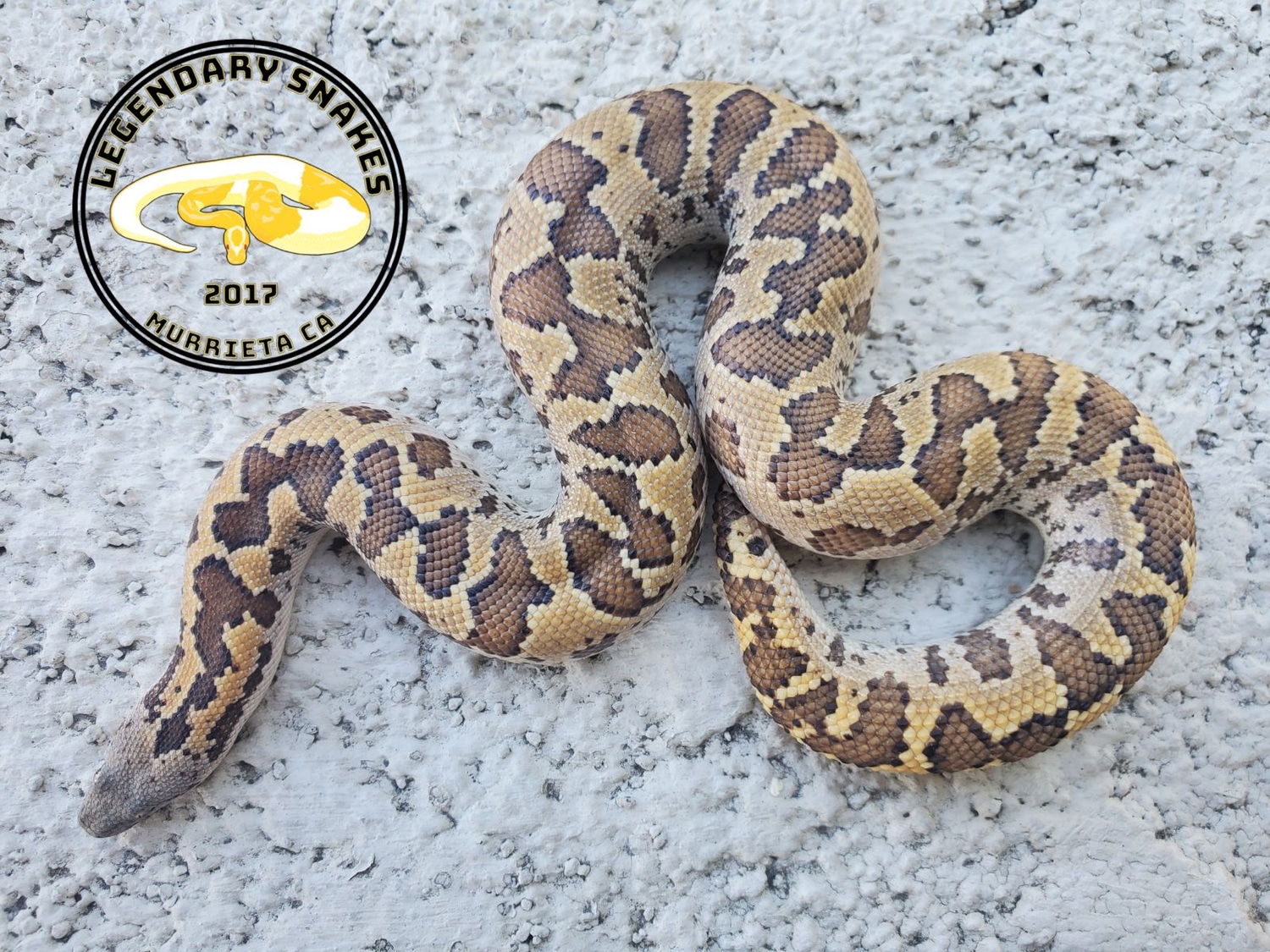 Rough Scaled Rough-Scaled Sand Boa by Legendary Snakes - MorphMarket