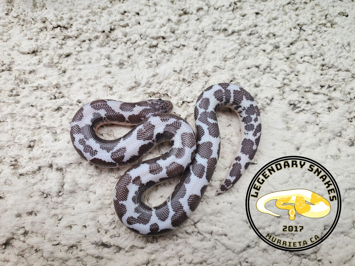 Anery P3 Kenyan Sand Boa by Legendary Snakes - MorphMarket