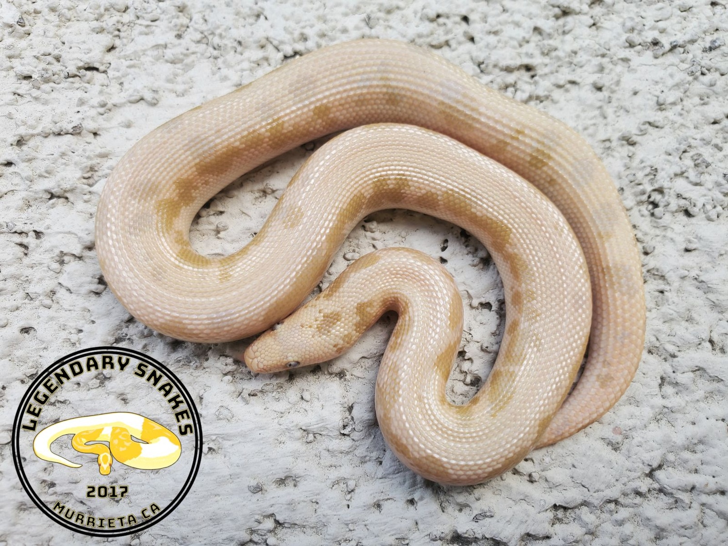 Legendary Snakes's Collection - MorphMarket