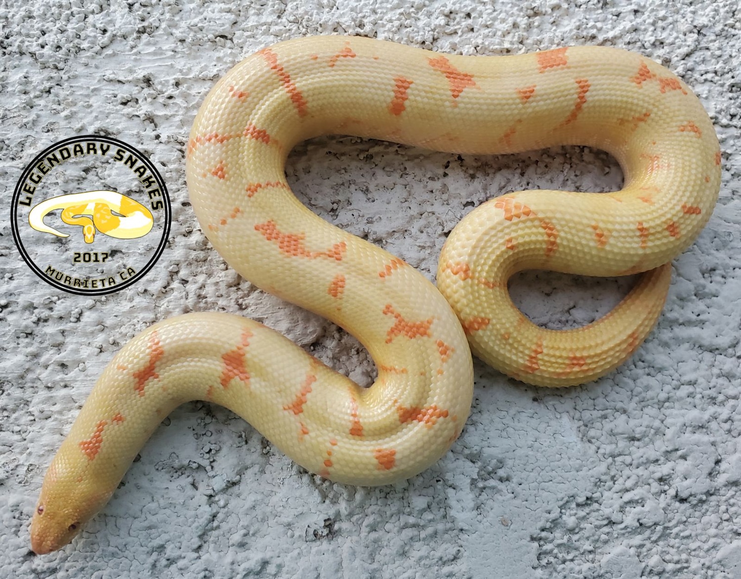 Albino Poss Het Anery Kenyan Sand Boa by Legendary Snakes - MorphMarket
