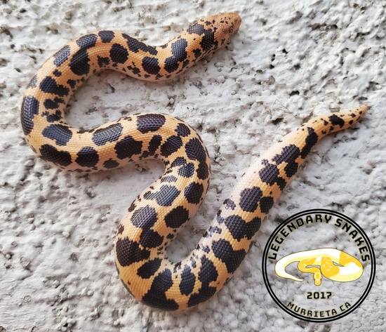 Cal Flame Kenyan Sand Boa by Legendary Snakes