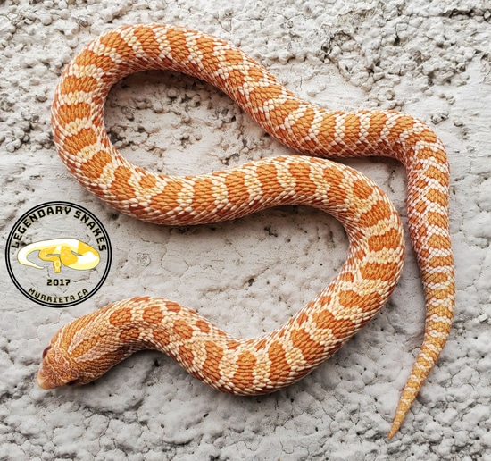 Arctic Albino Het Axanthic Western Hognose by Legendary Snakes