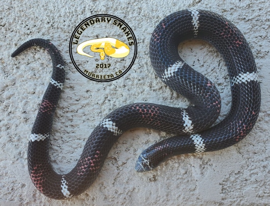 Tricolor Tri-Color Hognose by Legendary Snakes