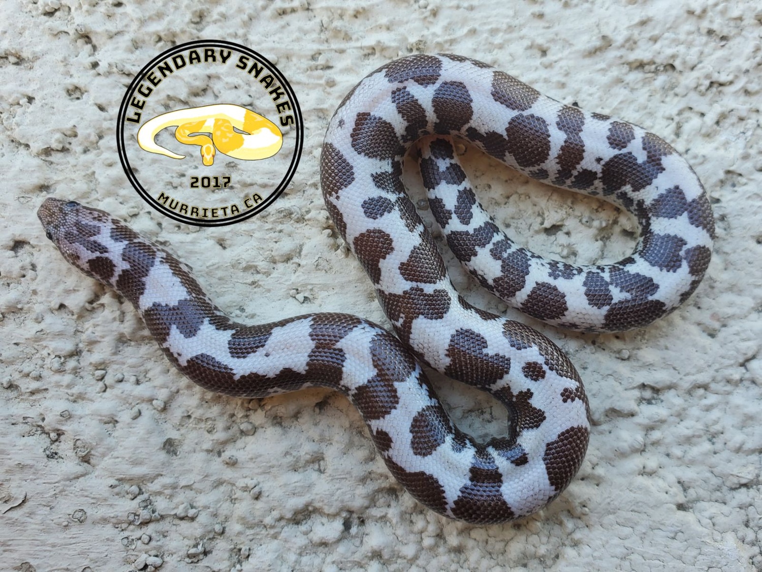 Anery Kenyan Sand Boa by Legendary Snakes - MorphMarket