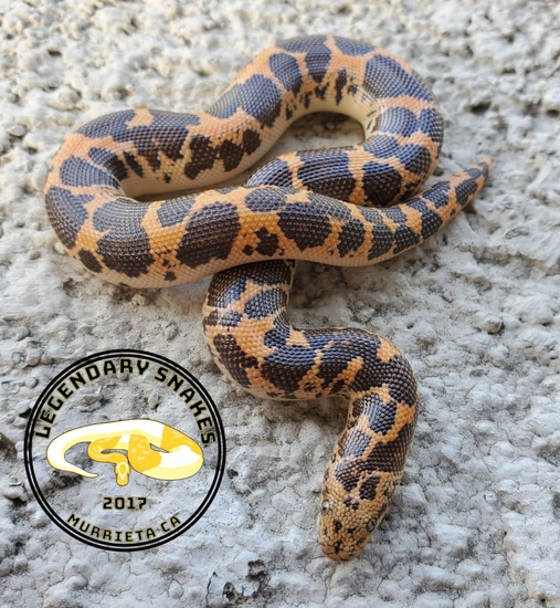 Normal 50% Het JPB/Anery Kenyan Sand Boa by Legendary Snakes
