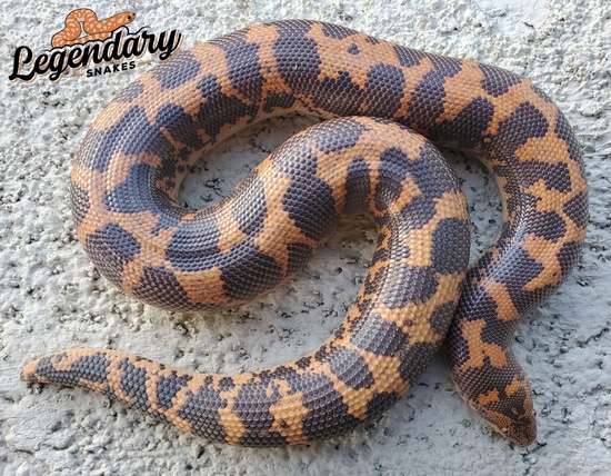 Normal Het Snow Paradox Kenyan Sand Boa by Legendary Snakes