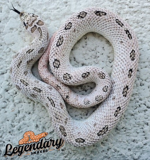 Super Arctic Anaconda - PROVEN Western Hognose by Legendary Snakes