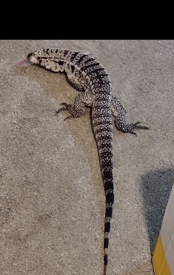Super Blue Argentine Tegus by Majestic Creatures