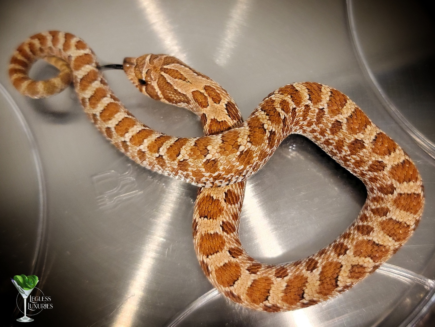 Normal Het Snow Western Hognose by Legless Luxuries - MorphMarket