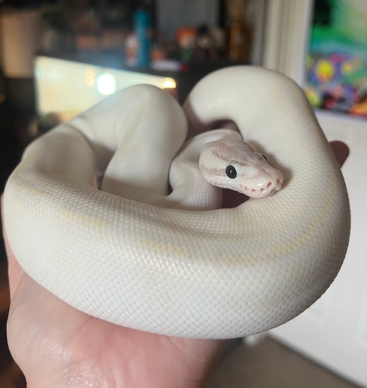 Pastel OD Ivory Ball Python by LG.Reptiles