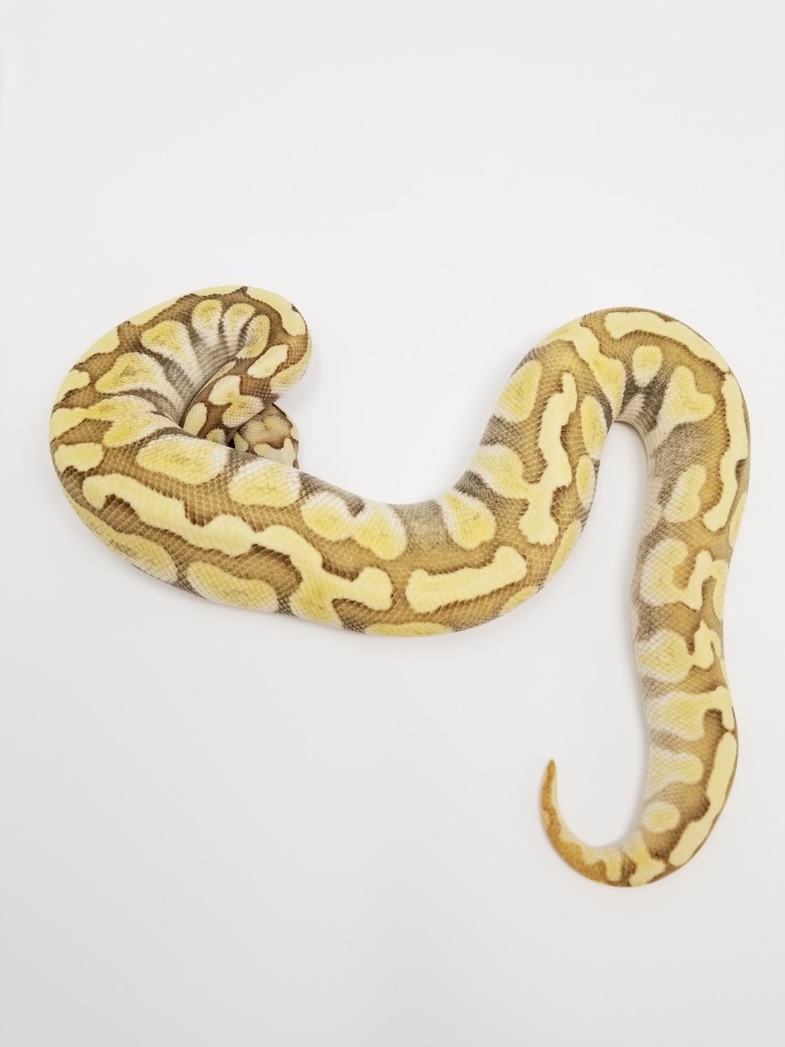 Enchi Butter Pastel GHI Ball Python by Shamrock Scales - MorphMarket