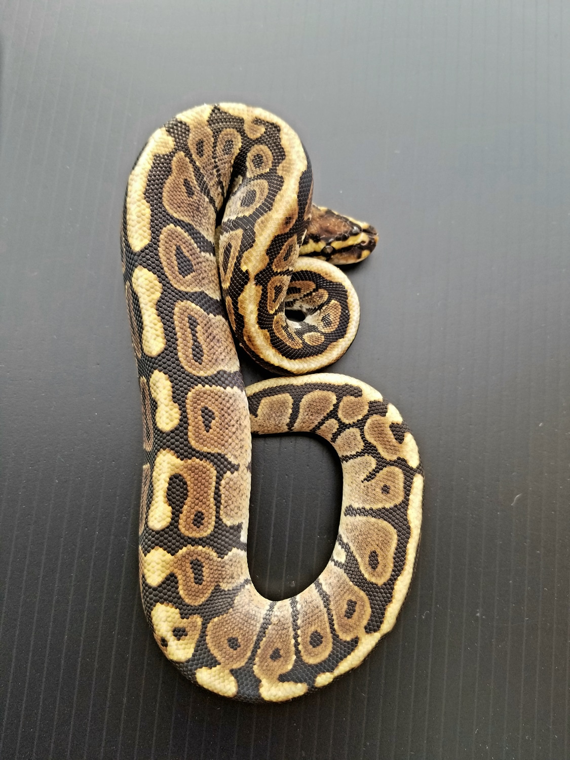 Spotnose Het Desert Ghost Ball Python by Shamrock Scales - MorphMarket