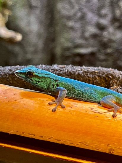 Electric Blue Day Gecko by Green Earth Herps