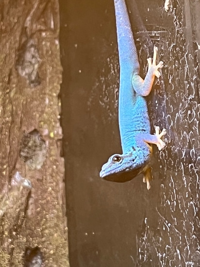 Electric Blue Day Geckos-5 Males by Green Earth Herps