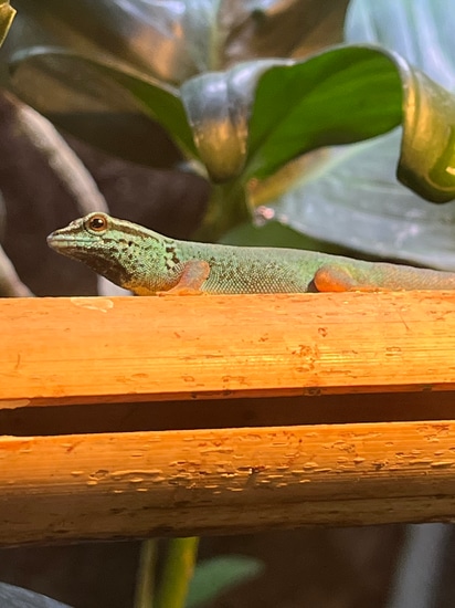 Electric Blue Day Gecko- Subadult Male by Green Earth Herps