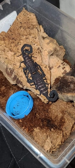 Tityus Asthenes 2-3i Scorpion by Sting_and_repeat