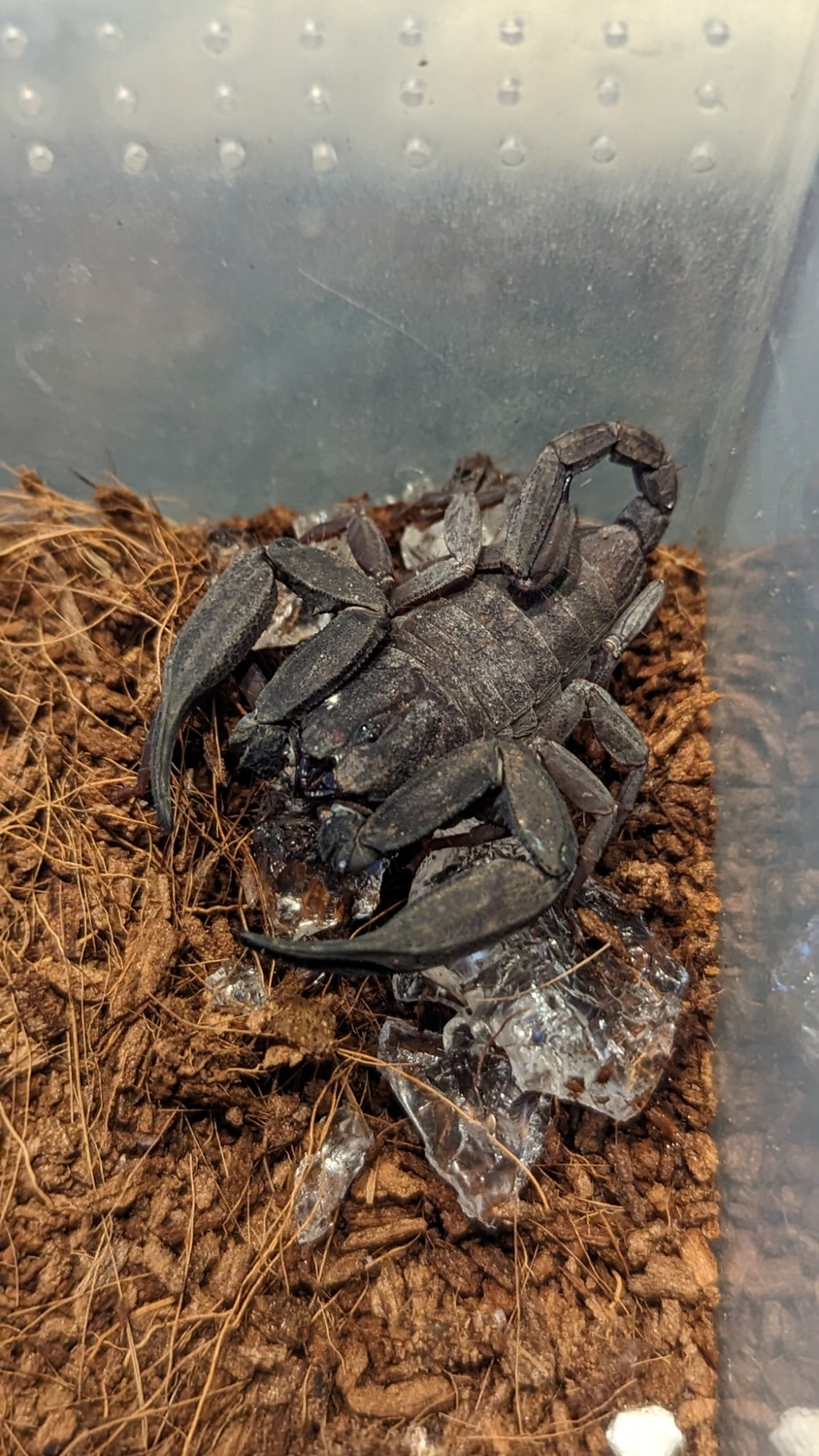 Scorpiops Longimanus Scorpion by Sting_and_repeat - MorphMarket