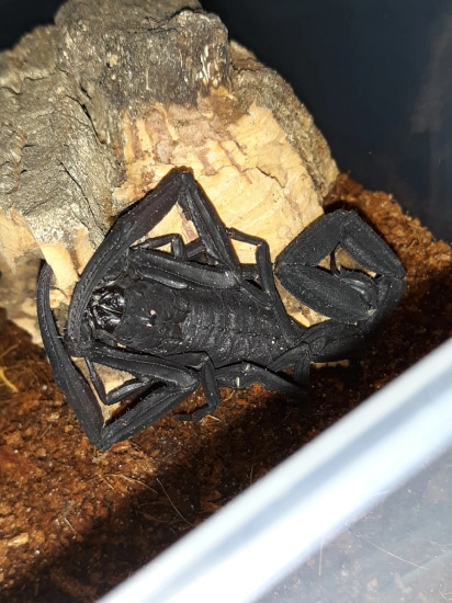 Tityus Obscurus (Adult Pair) Scorpion by Sting_and_repeat