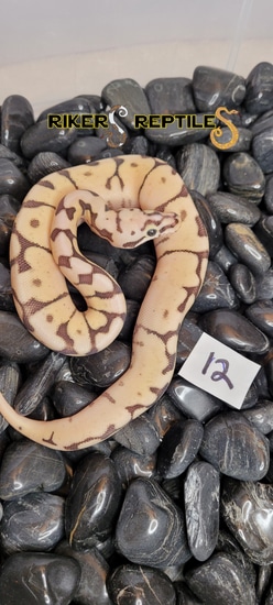 Scaless Head Bumble Bee Fire Spider 50% Het Ghost Ball Python by Rikers ...