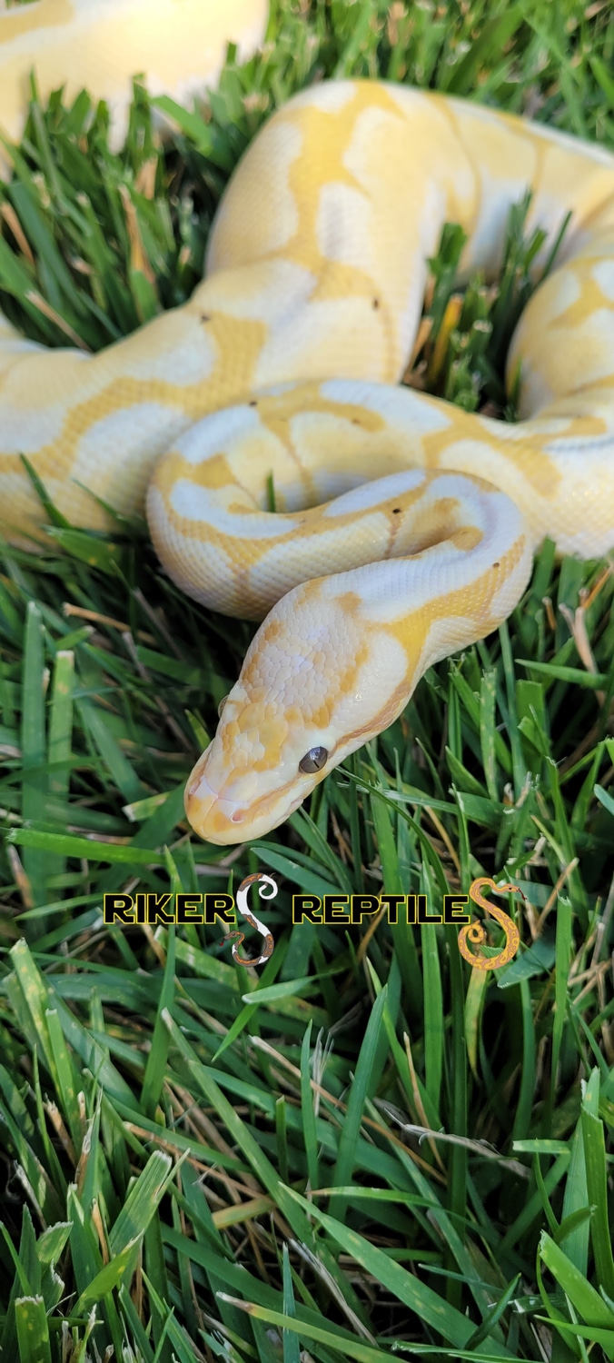 Banana Bumble Bee Ball Python by Rikers Reptiles - MorphMarket
