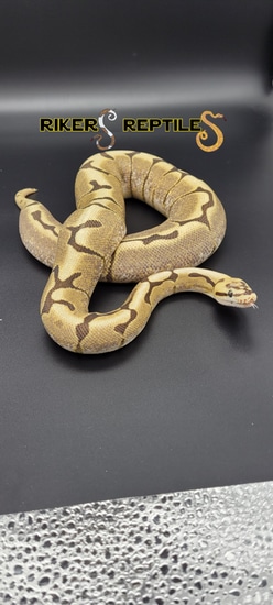 Scaless Head Fire Spider 50% Het Ghost Ball Python by Rikers Reptiles