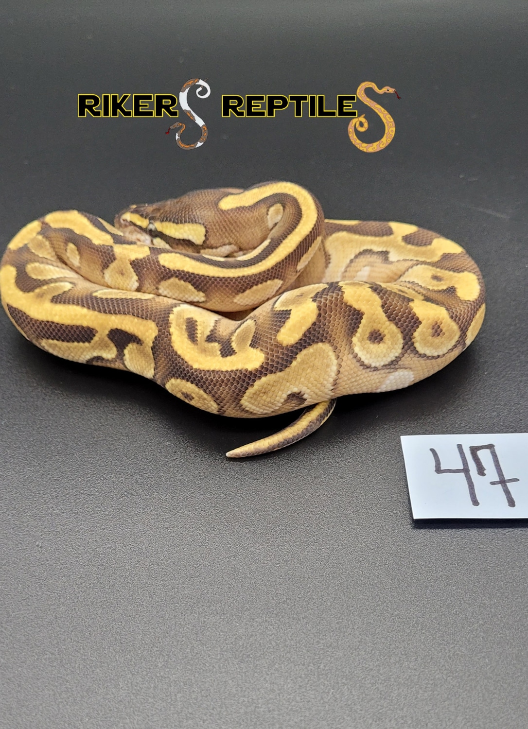 Enchi Mojave DH Pied Hypo Mochi Ball Python by Rikers Reptiles ...