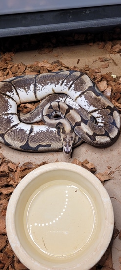Scaleless Head Spider 💯 Het Ghost Ball Python by Rikers Reptiles