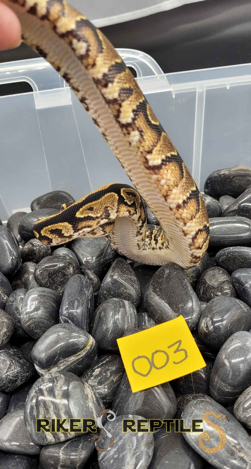 Yellowbelly/ Specter Pos Het Pied Ball Python by Rikers Reptiles ...