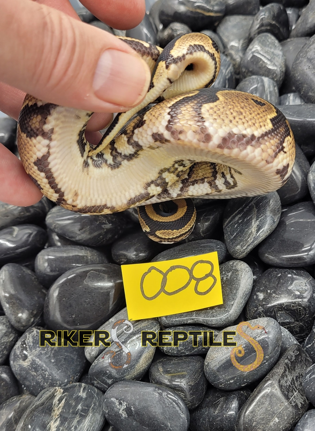 Yellowbelly/specter Pos Het Pied Ball Python by Rikers Reptiles ...