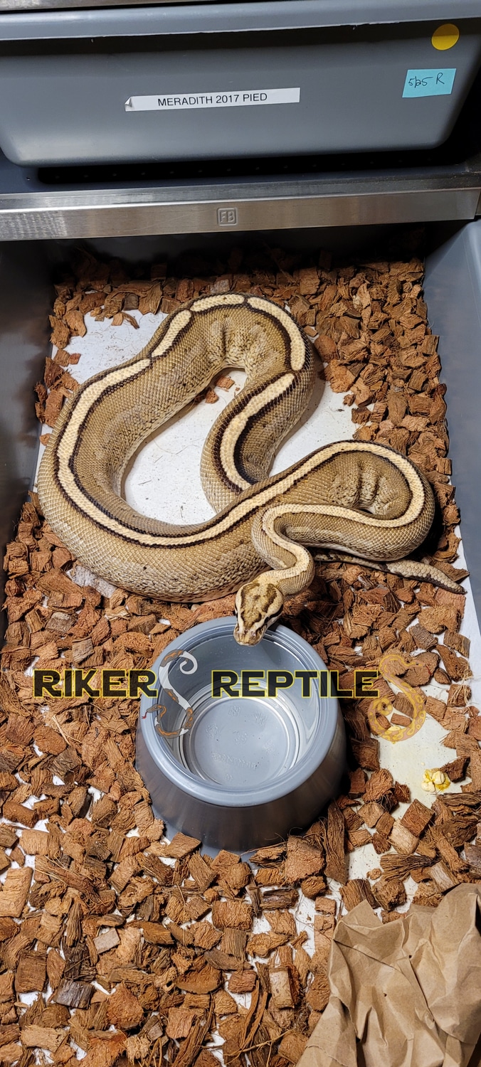 Huge Proven Breeder Specter Yellowbelly Super Stripe Ball Python by ...