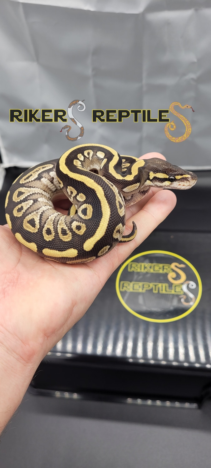 Mojave 💯 DH Pied Hypo Ball Python by Rikers Reptiles - MorphMarket