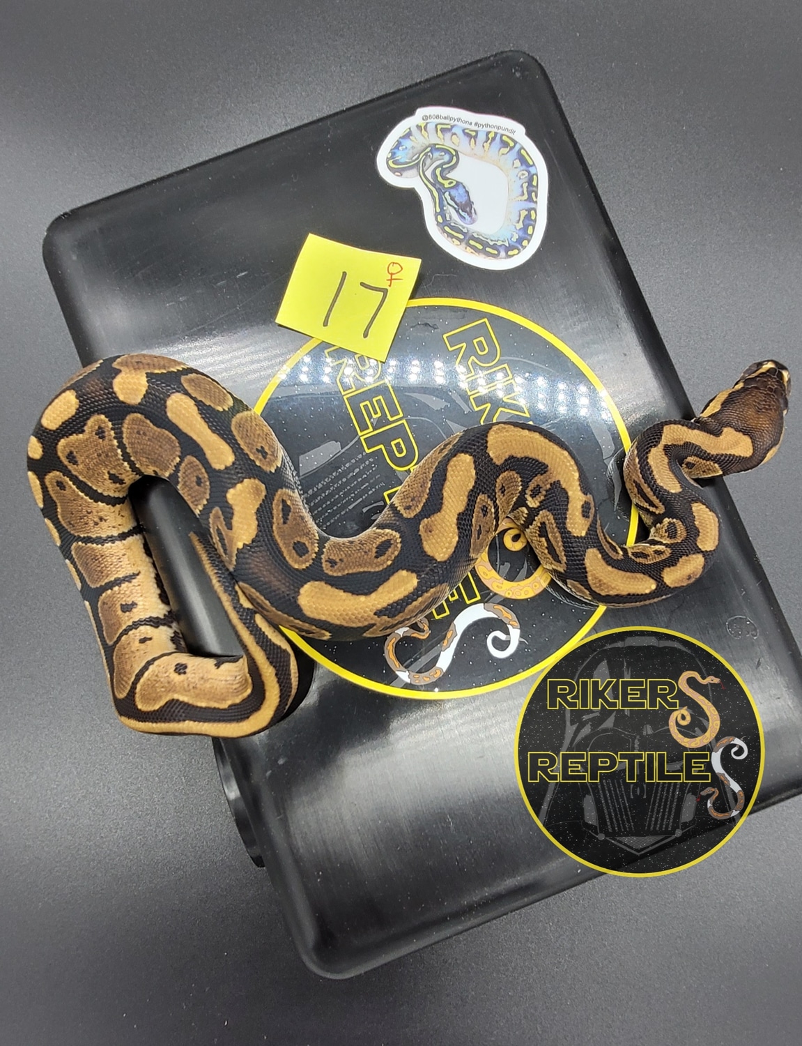 Normal 💯 DH Hypo Pied Ball Python by Rikers Reptiles - MorphMarket