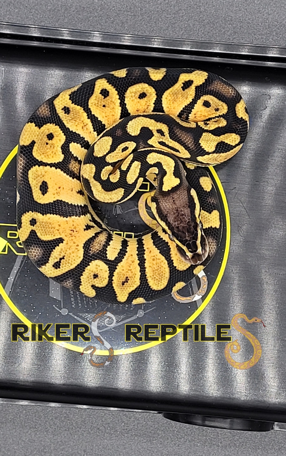 Pastel Yb/Gravel 💯% Het DG 50% Het Hypo Ball Python by Rikers Reptiles - MorphMarket