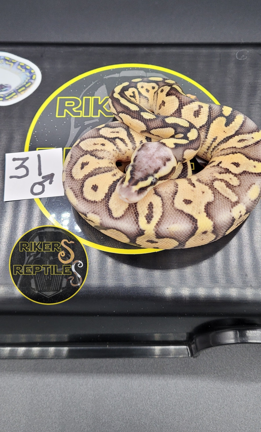 Super Pastel Yellowbelly 100% Het Pied Ball Python by Rikers Reptiles ...