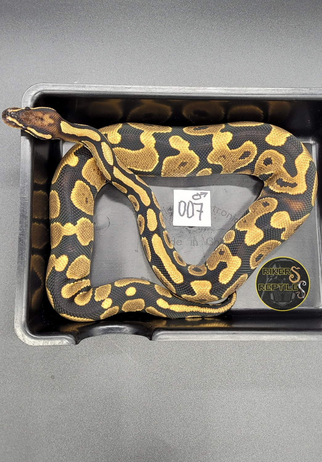 Yellowbelly W Strong Pied Markers Pos Het Pied Ball Python by Rikers ...