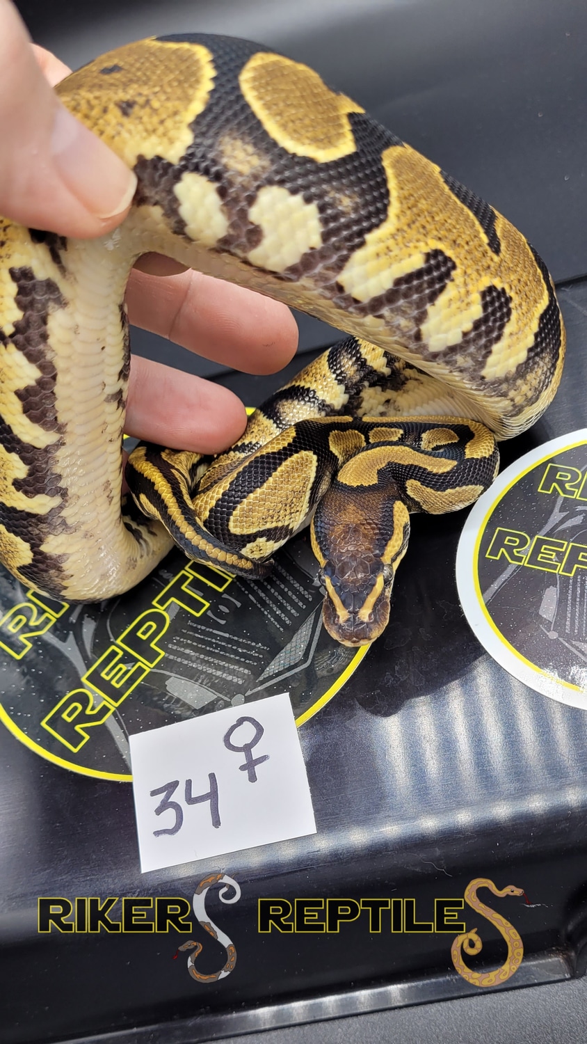 Yellowbelly 💯 Het Pied Female Ball Python by Rikers Reptiles - MorphMarket