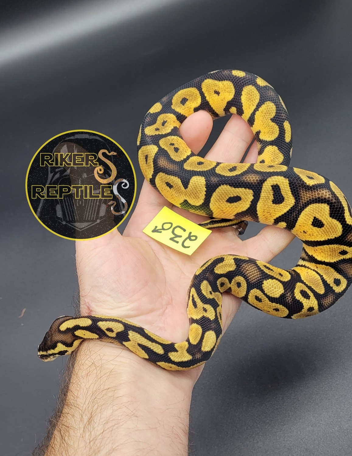 Pastel Yellowbelly/gravel 100% Het DG 50% Het Hypo Ball Python by ...