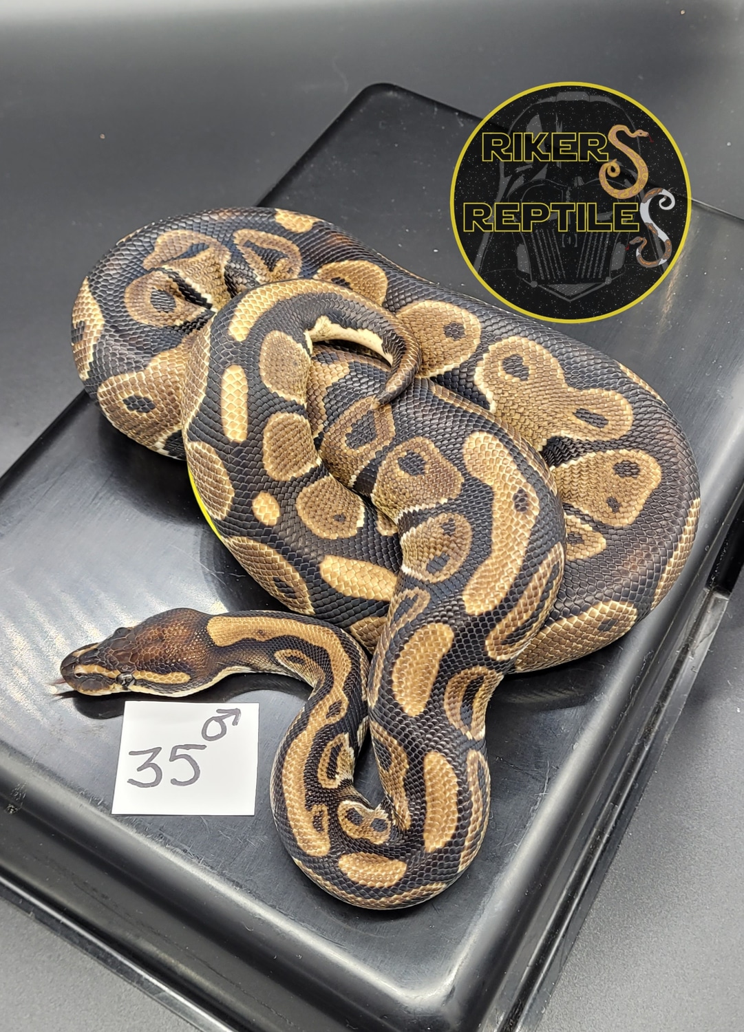 100% Het Pied Friendly Breed Ready Normal With Markers For Pied Ball ...