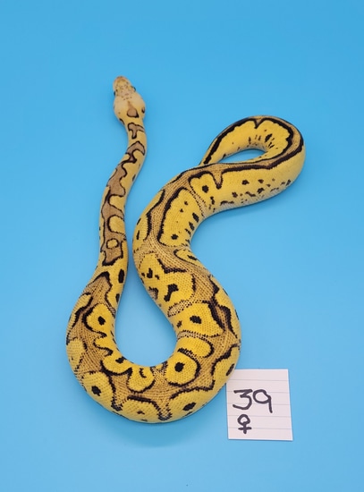 Firefly Yellowbelly Clown Pos Rs Ball Python by Rikers Reptiles
