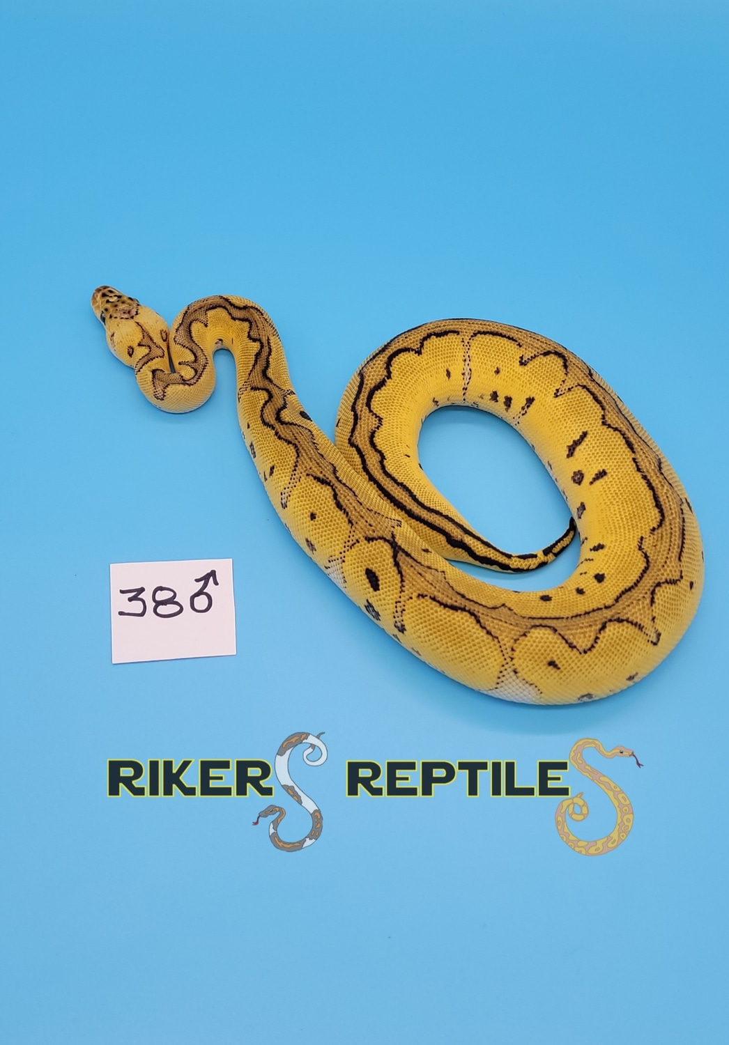 Red Stripe YB Pastel Clown Ball Python by Rikers Reptiles - MorphMarket