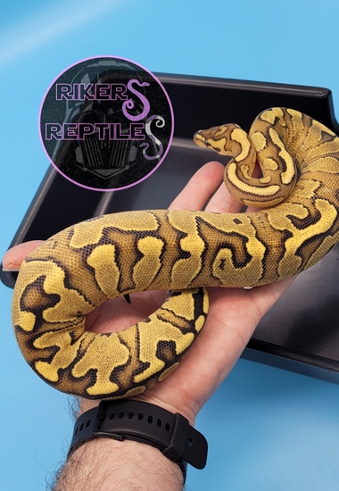 Red Stripe Yellowbelly Fire 66% Het Clown Ball Python by Rikers Reptiles