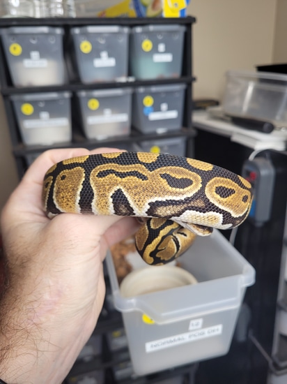 Normal Pos Dh Clown Pied Ball Python by Rikers Reptiles