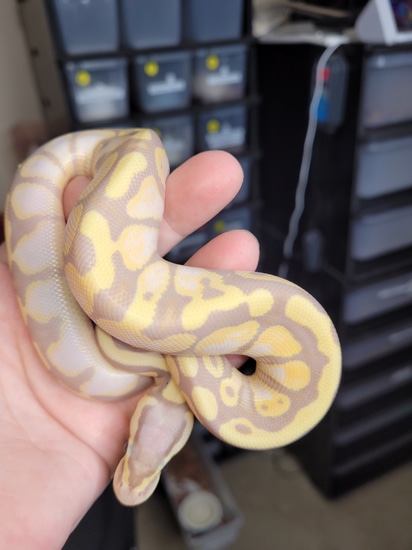 Gravel Pastel Banana 50% Het Puzzle 50% Het Pied Ball Python by Rikers Reptiles