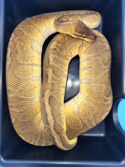 RTB Orange Dream Sunset Ball Python by Rikers Reptiles