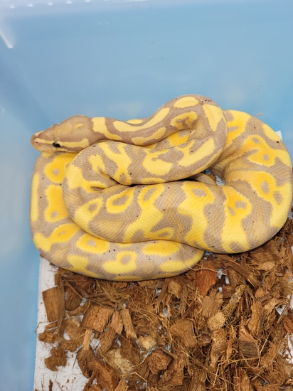 Yellowbelly Banana Russo Het Clown Ball Python by Rikers Reptiles